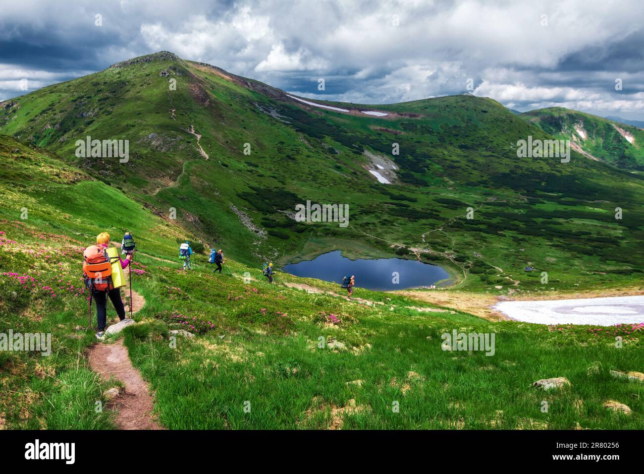 Lake Nesamovyte in Ukraine. Rhododendron flowers in the Carpathians ...