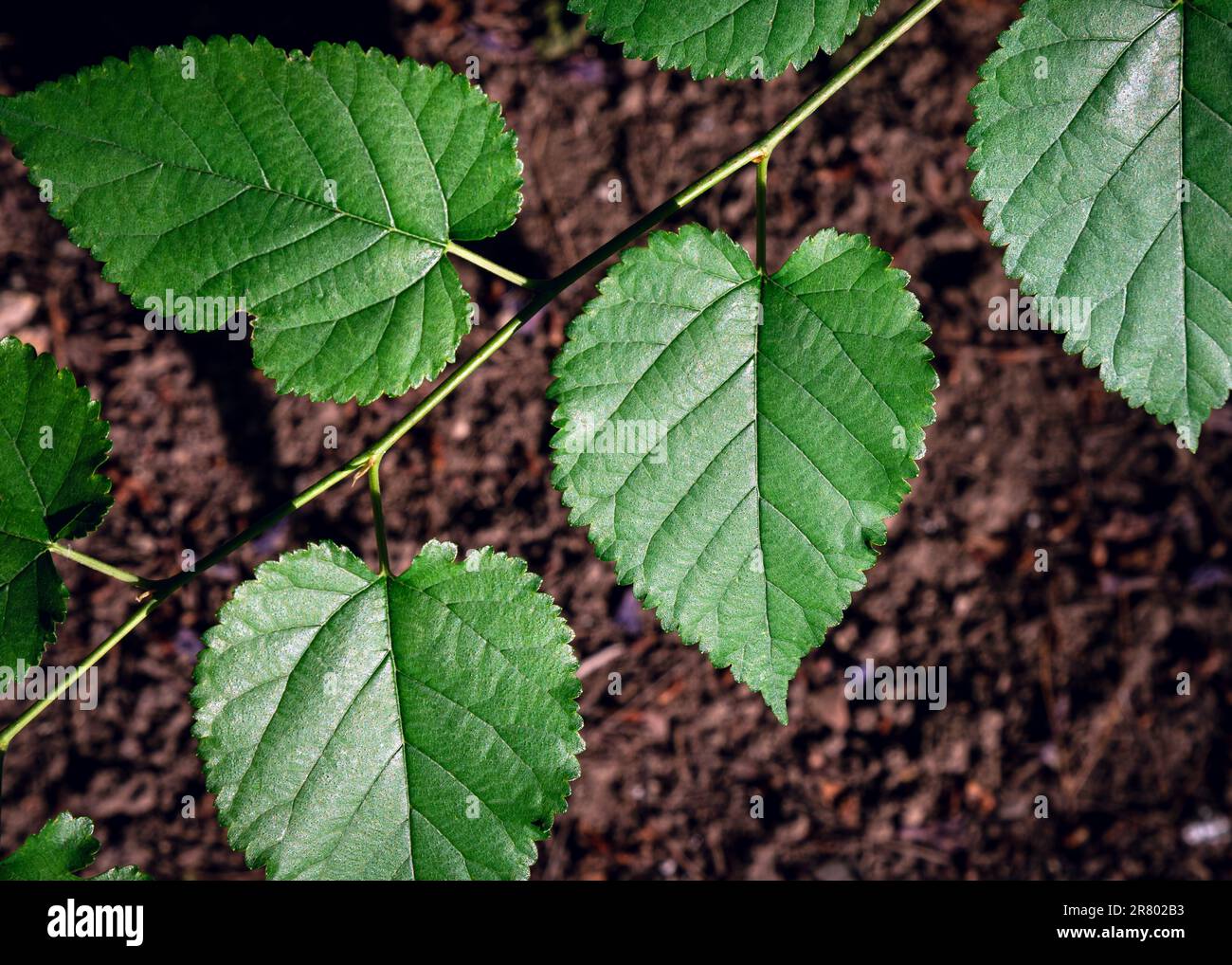 Fresh green Morus alba leaves in the nature garden. Close-up view of ...