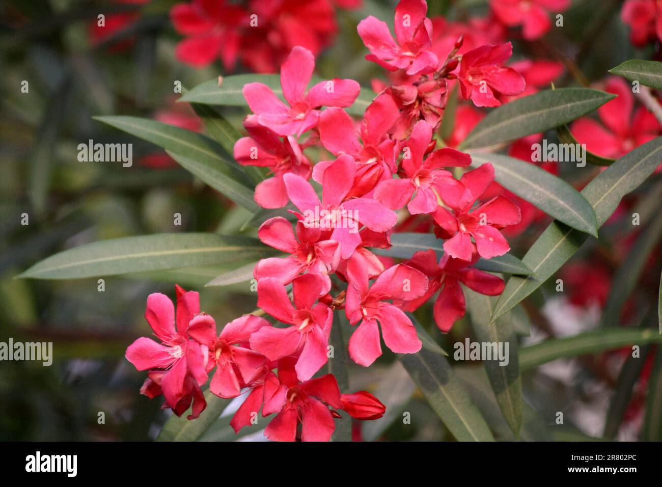 Red white oleander nerium hi-res stock photography and images - Alamy