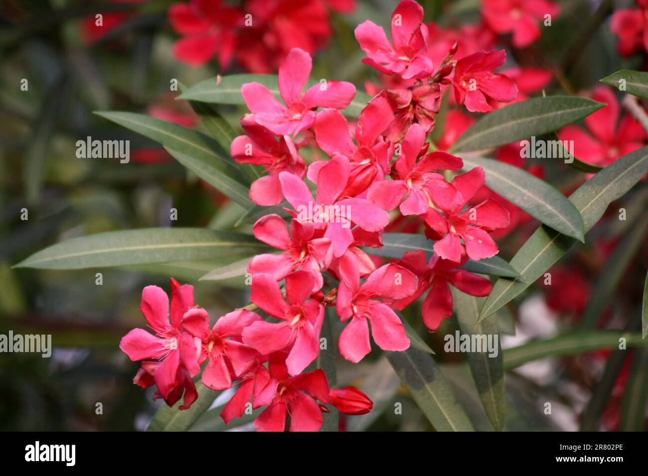 Ruby pink Oleander flowers (Nerium oleander) in bloom : (pix Sanjiv ...