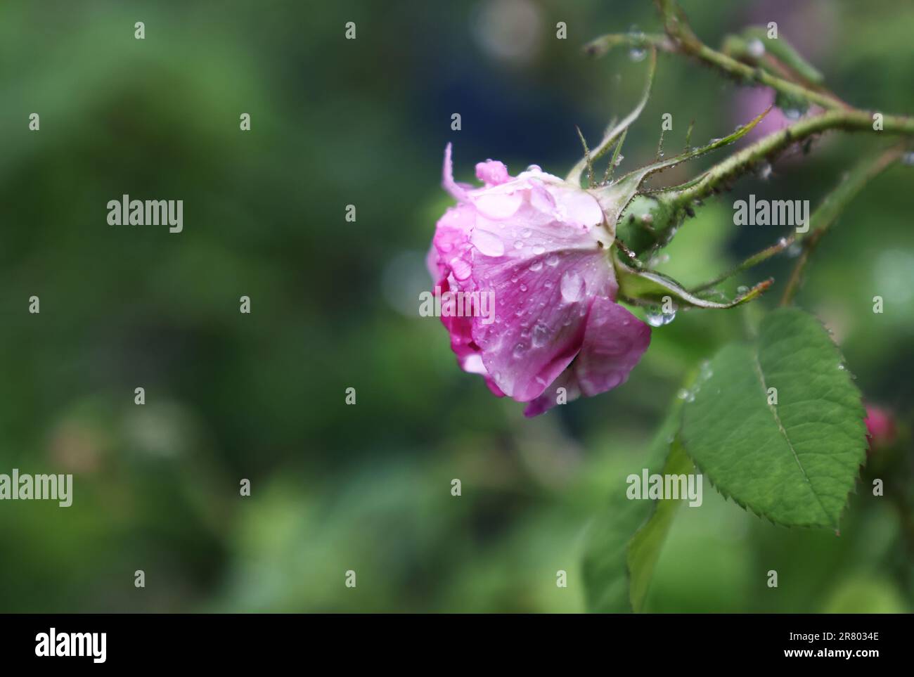 Seasonal weather, rainy weather during Sunday in Motala, Sweden. The ...