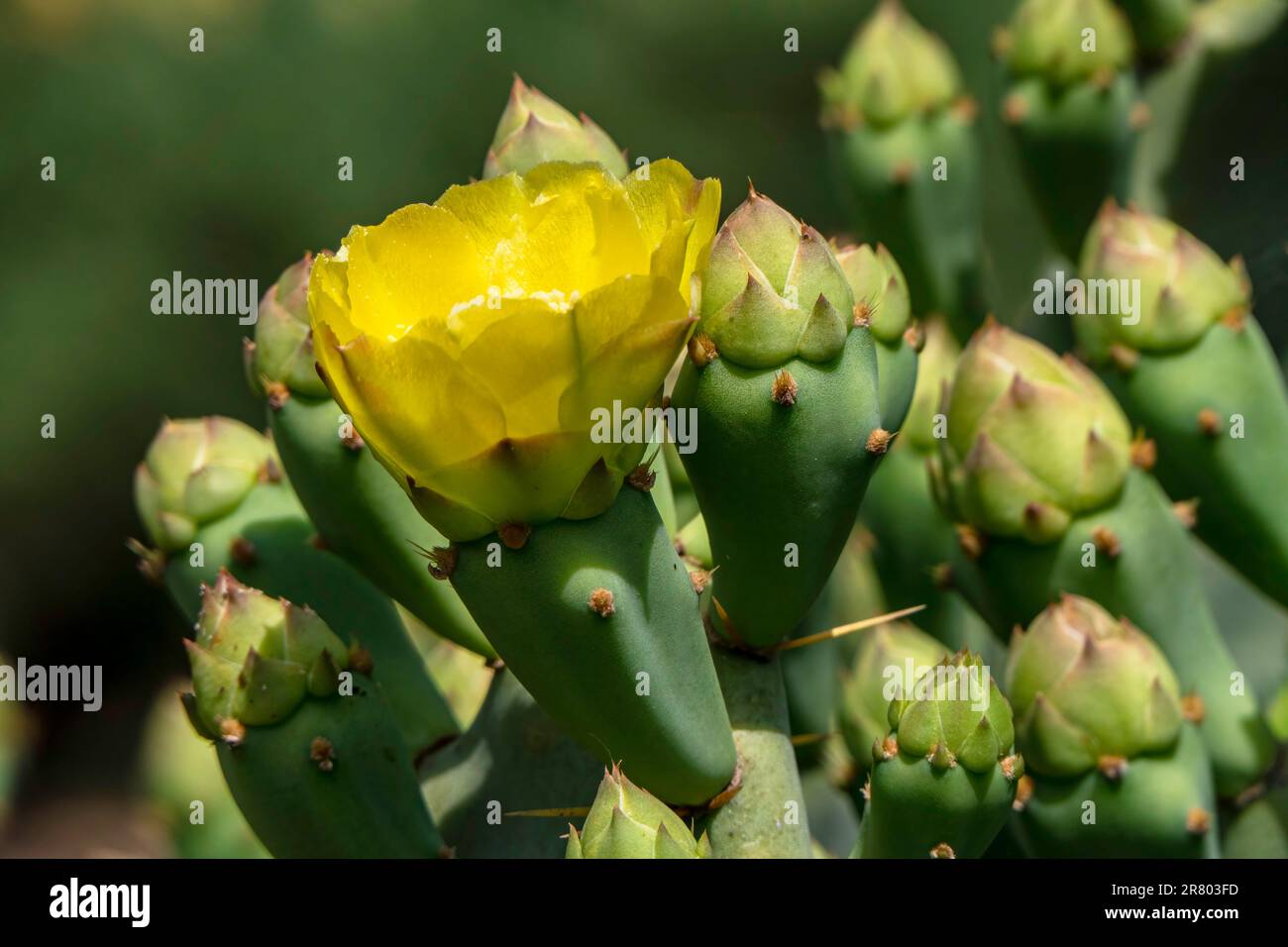 Bright yellow flowers of prickly pear cactus Opuntia closeupbetween ...