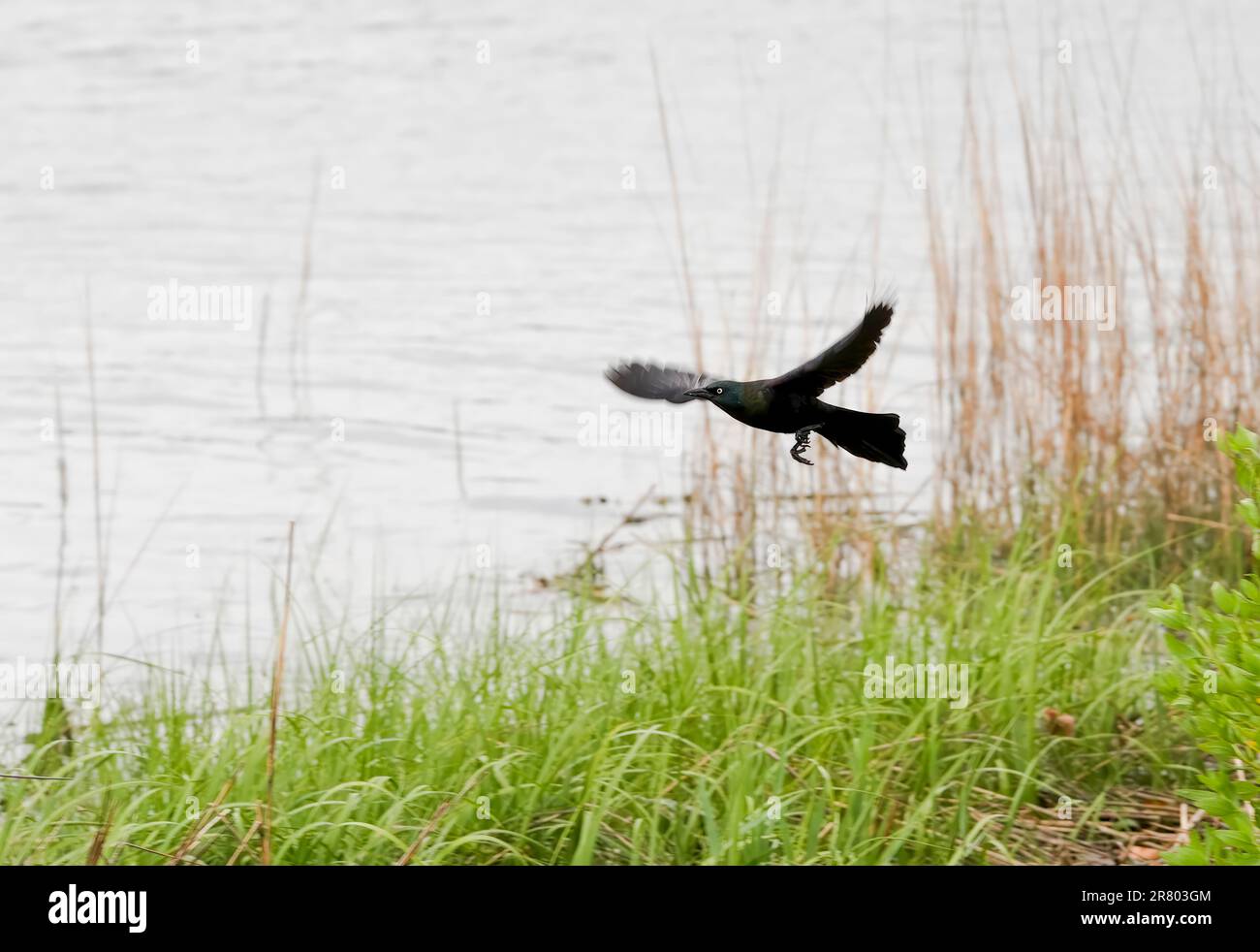 Common grackle flying near river edge Stock Photo - Alamy