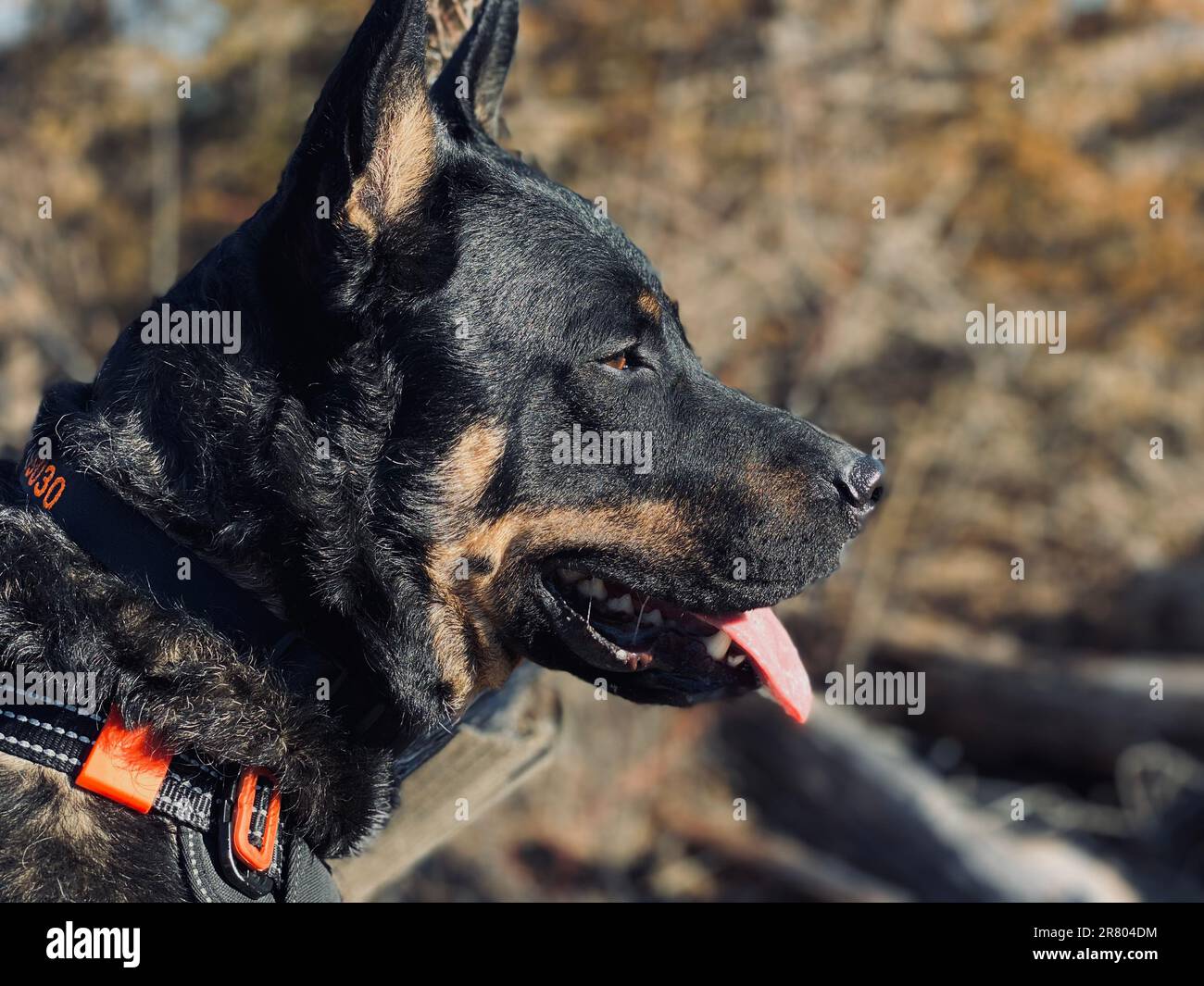 Rottweiler and heeler mix profile Stock Photo - Alamy