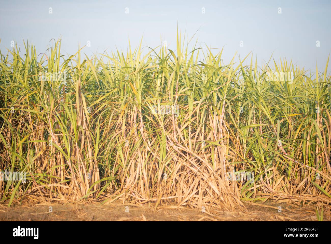 Young sugarcane plantation hi-res stock photography and images - Alamy