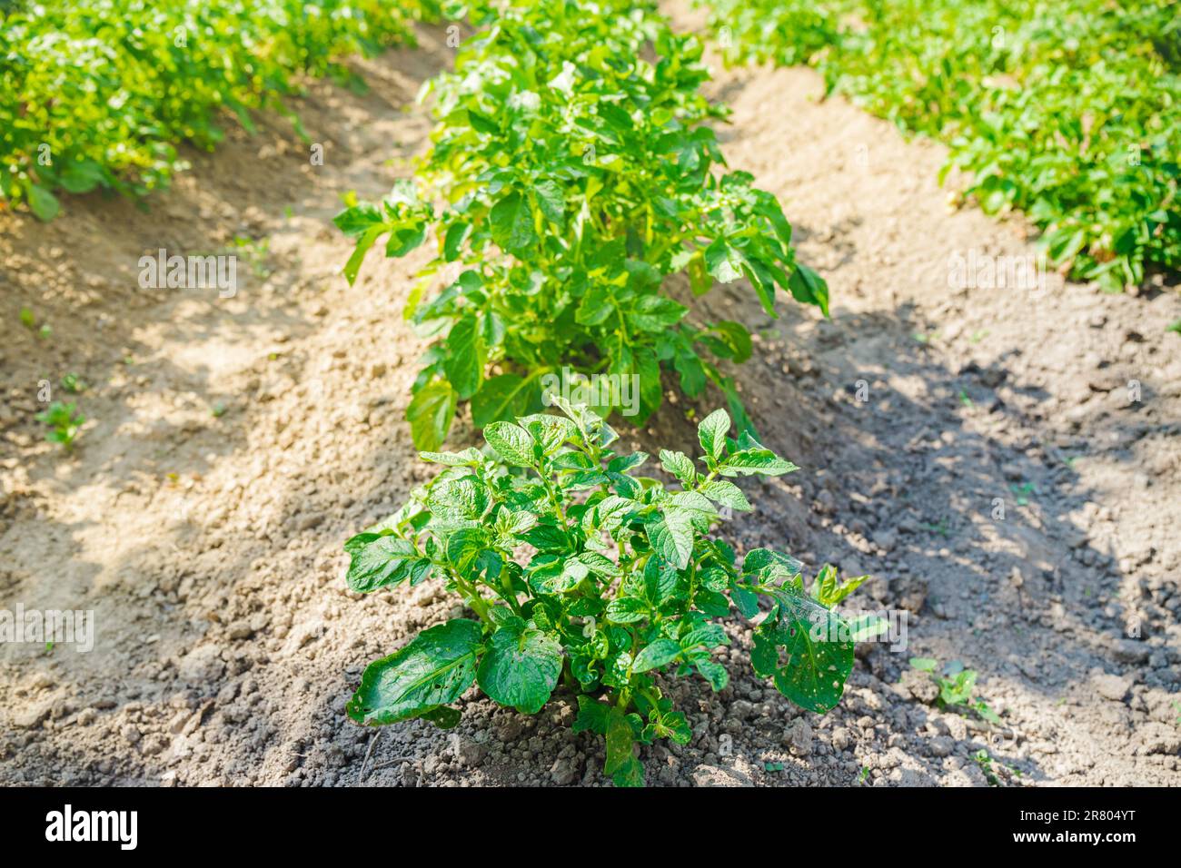 Potato bushes in a row grow in a garden bed. Agriculture concept Stock ...