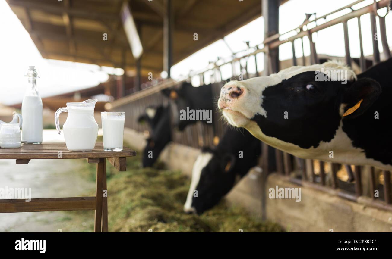 dairy products on table against the background of herd of cows in barn ...