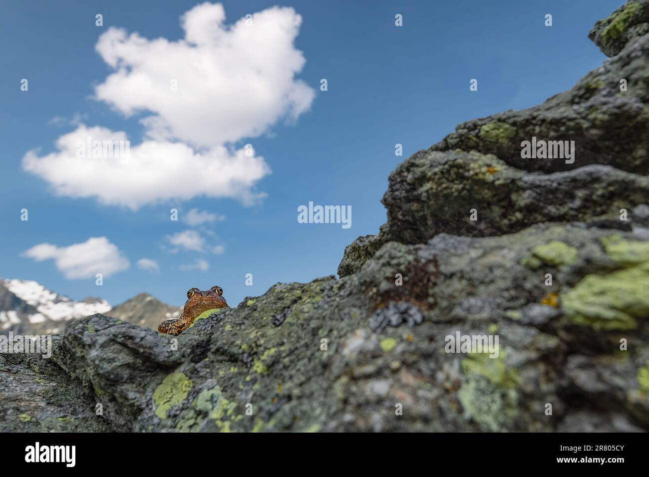 Frog, under, rock hi-res stock photography and images - Alamy