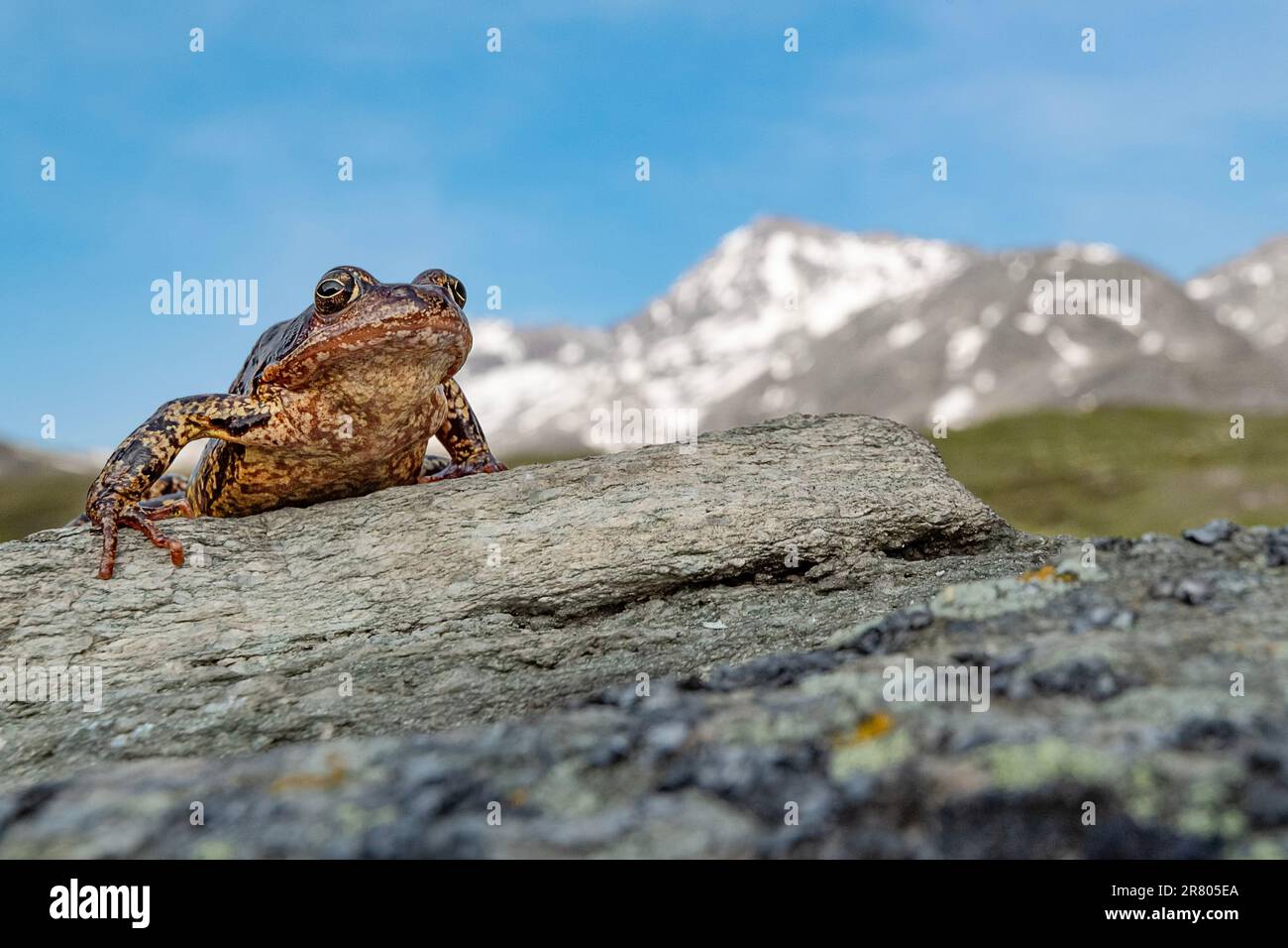 Frog rana temporaria snow hi-res stock photography and images - Alamy