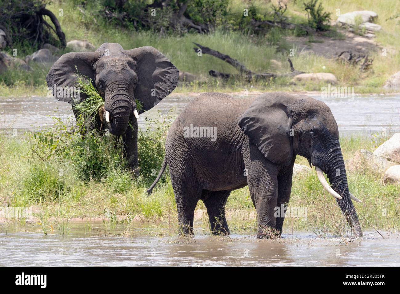 A pair of young bull elephants visit the Ruaha River to drink and feed ...