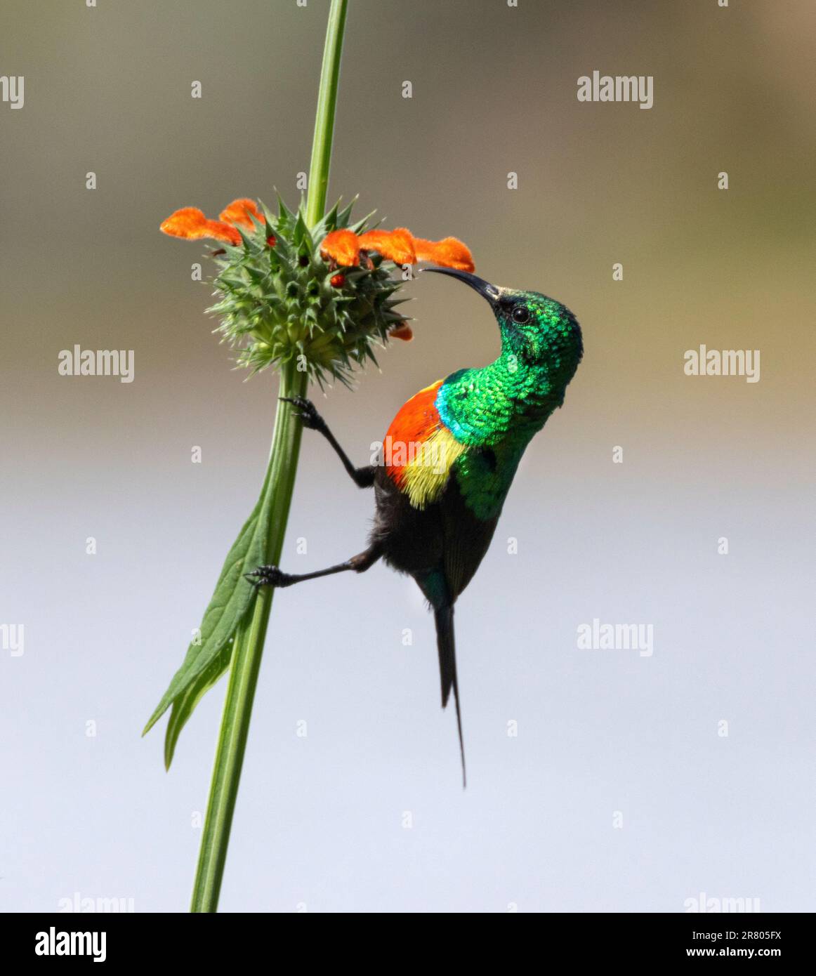 The male Beautiful Sunbird is one of the more spectacularly coloured of ...