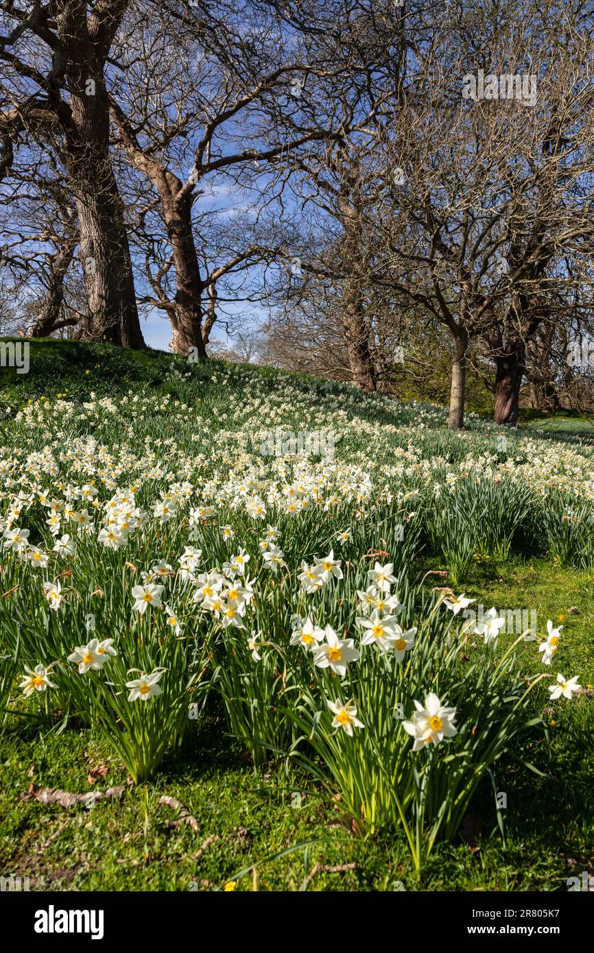 Plantations of white Narcissus flowers in spring sunshine Stock Photo ...