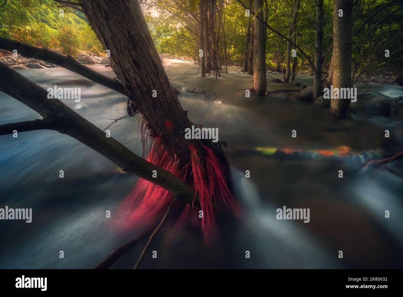River Water Flow Between beautiful Forest Trees and roots Stock Photo ...