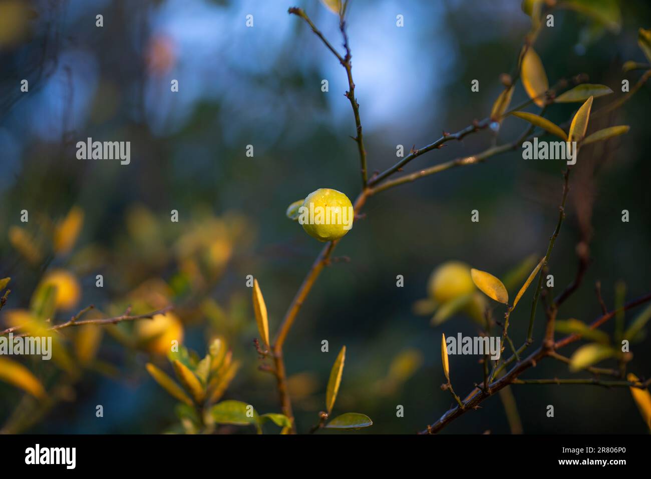 Lemon trees with bunches of ripe yellow lemons Stock Photo - Alamy