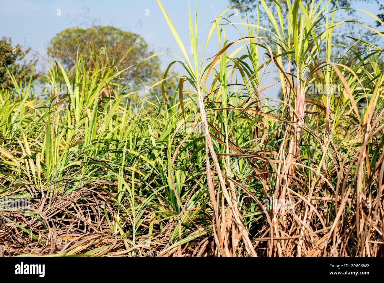 Sugar cane sugarcane plantation fields hi-res stock photography and ...