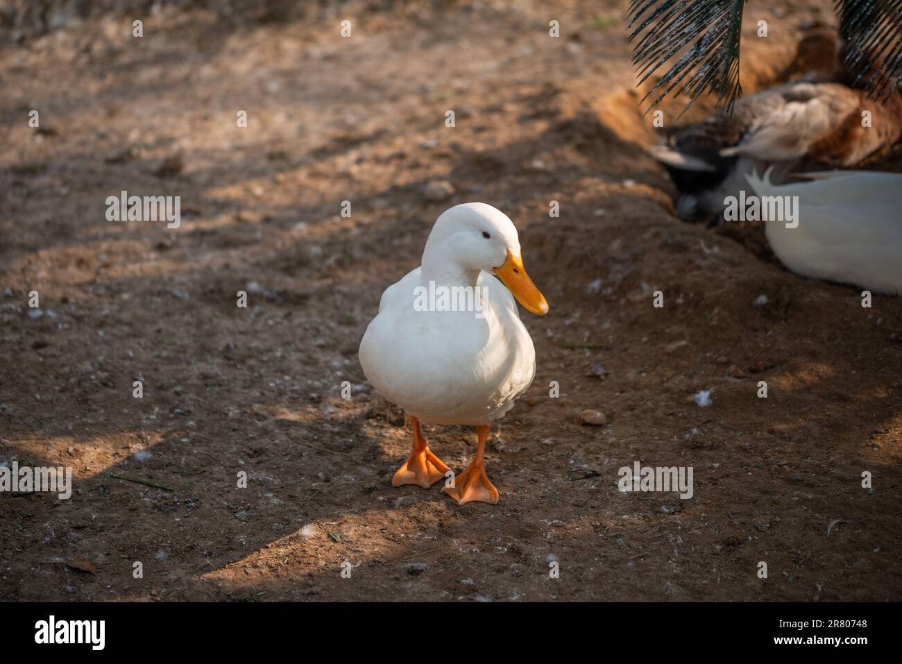 A domestic waterfowl white duck walking in the park, Islamabad Stock ...