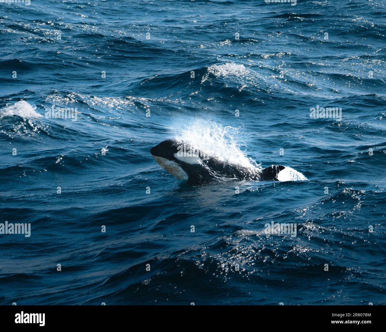 Orca Killer Whale Calf surfaces in Antarctica, Greenland Stock Photo ...