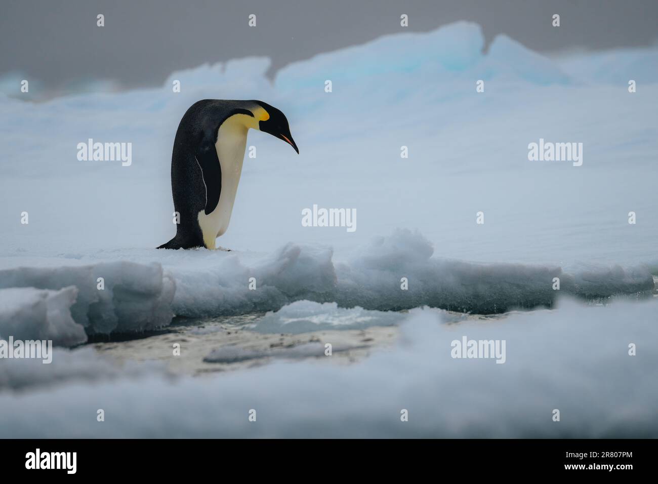 Emperor penguin in Natarctica standing and walk on snow Stock Photo - Alamy
