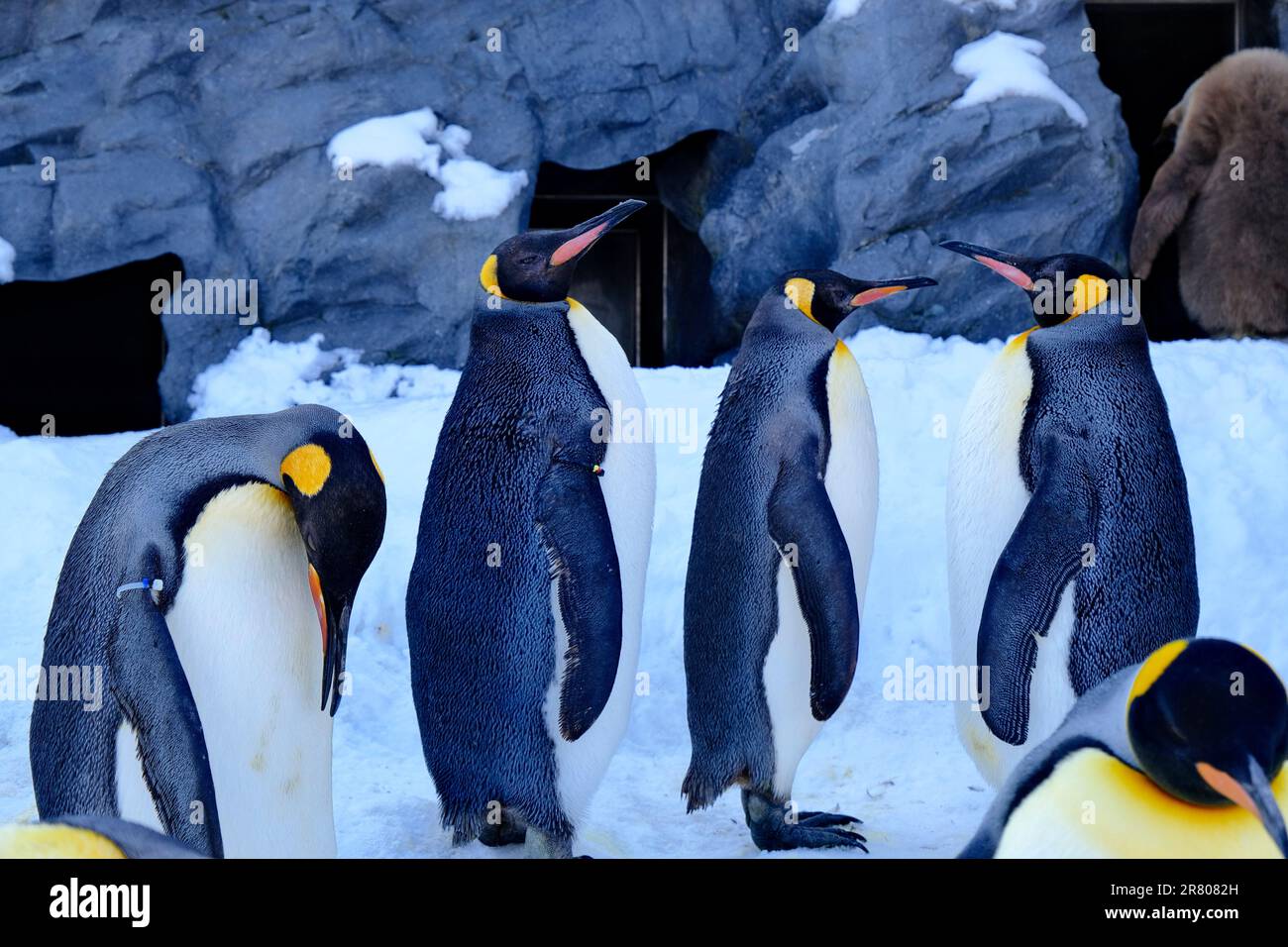 A group of penguins standing in a row in a snowy landscape Stock Photo ...