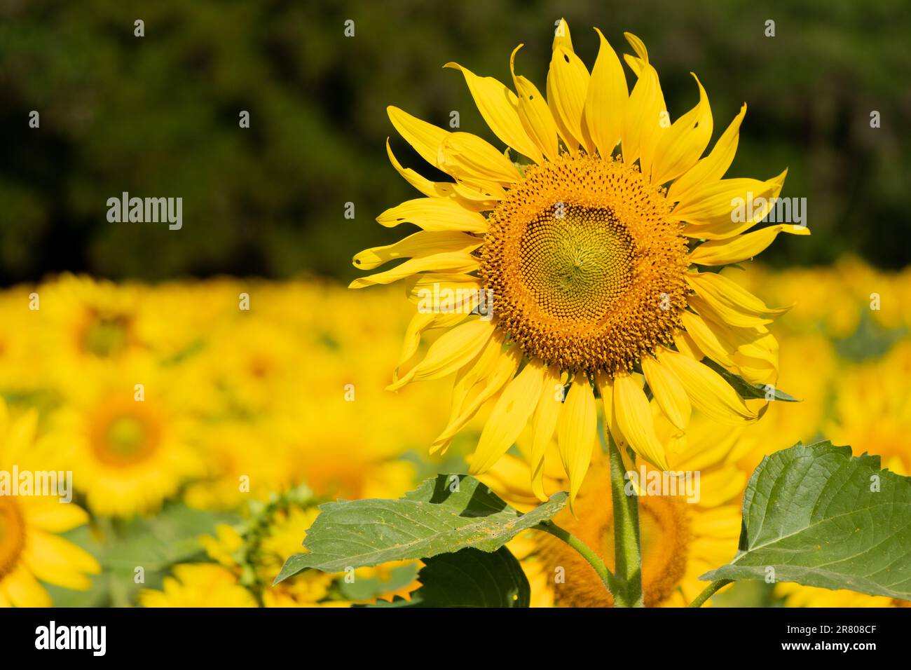 Beautiful yellow color sunflower in the agriculture farm background ...
