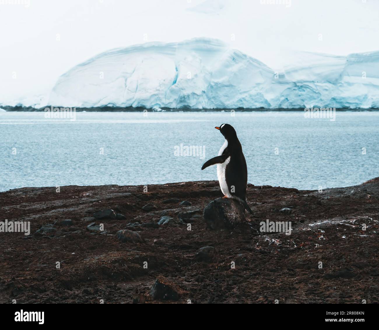 Sociable birds, Gentoo penguins, Pygoscelis Papua on a floating iceberg ...