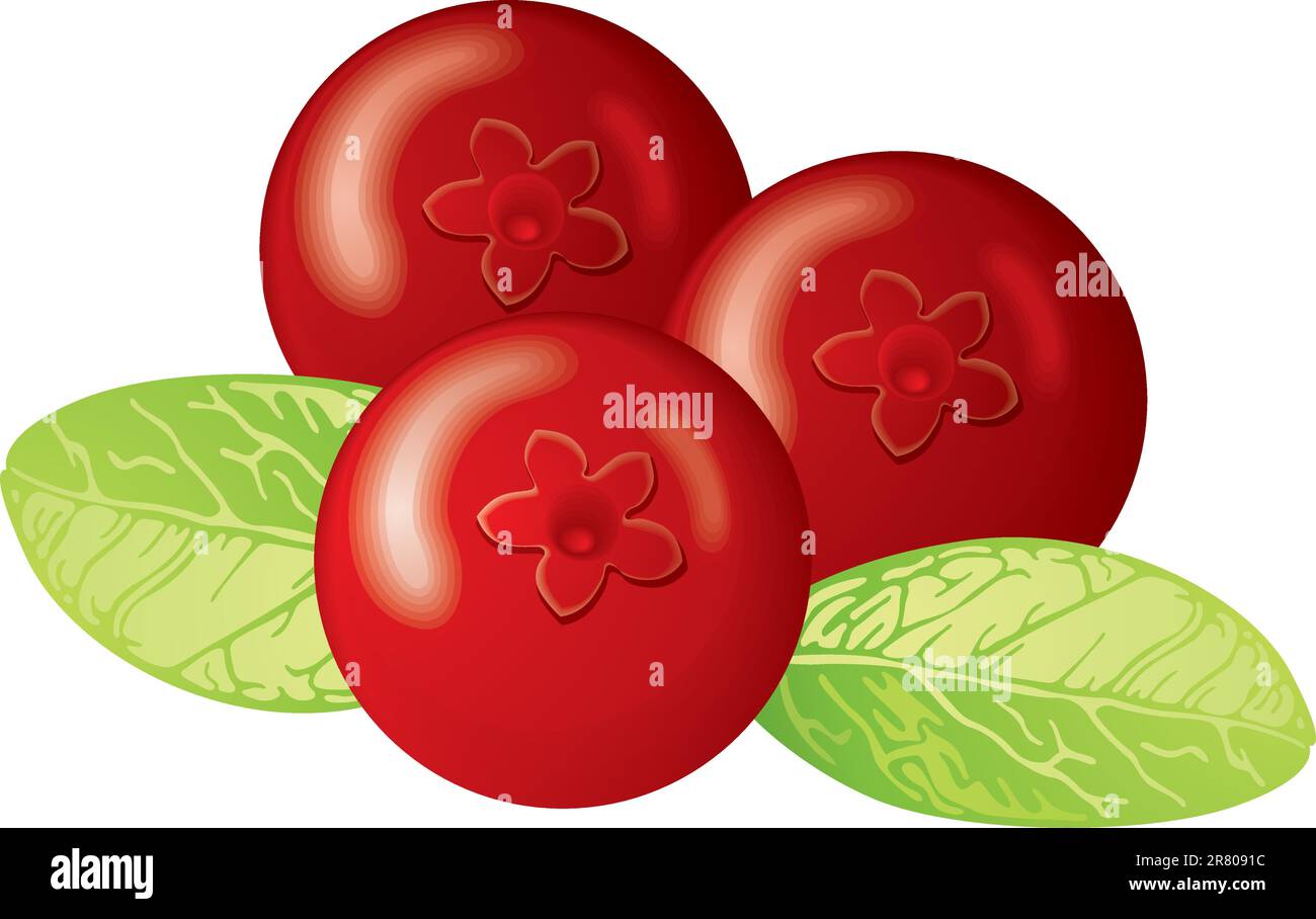 Cowberry Stock Vector Images - Alamy