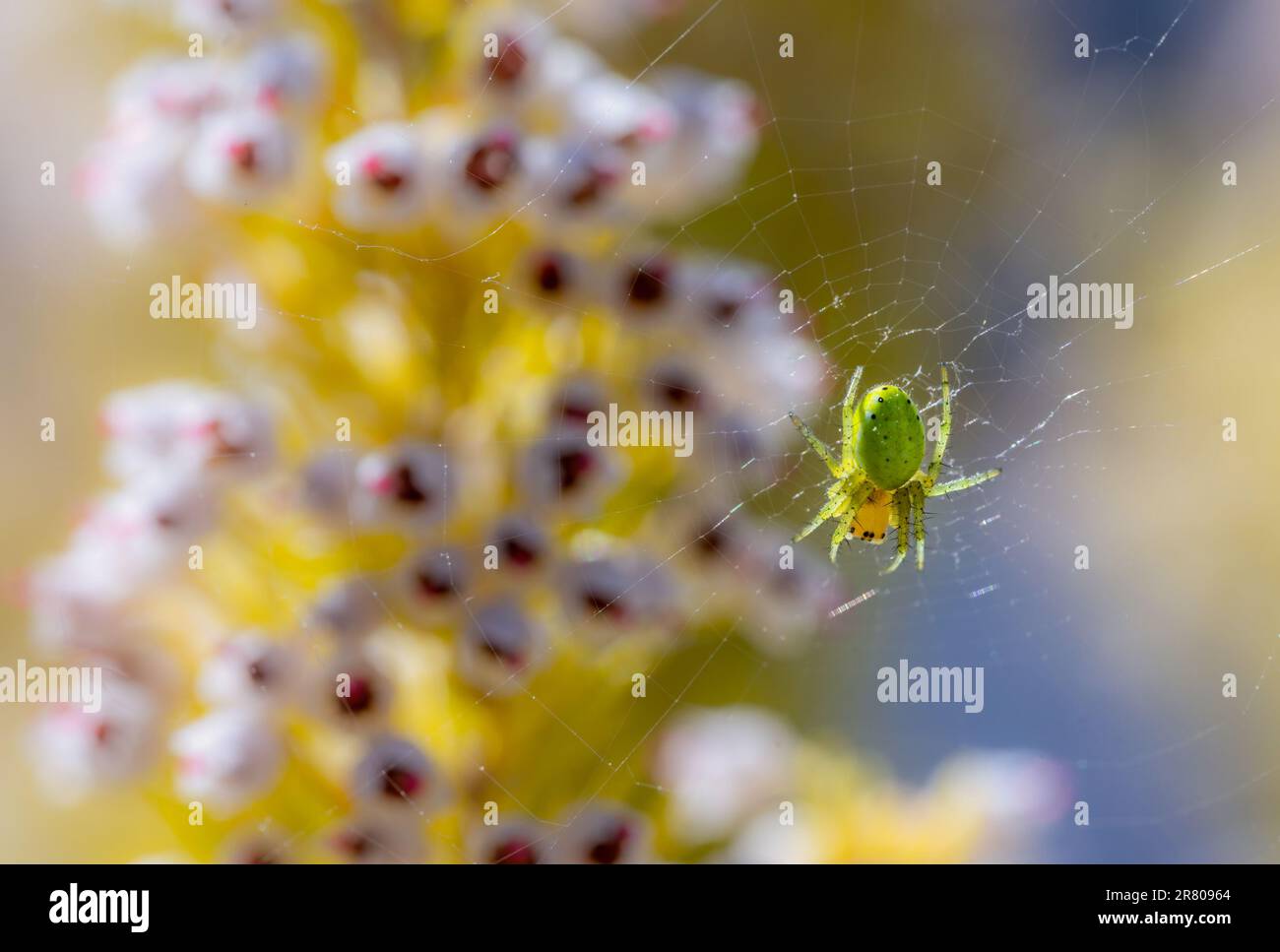 Cucumber green spider (Araniella cucurbitina) in its web Stock Photo ...
