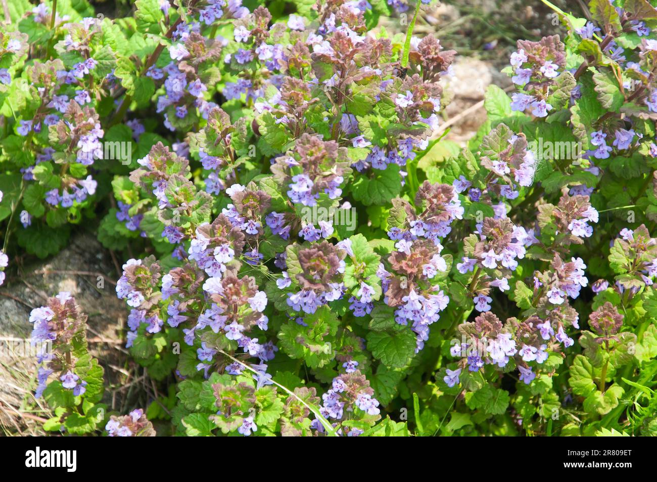 Evergreen creeper of the mint family lamiaceae hi-res stock photography ...