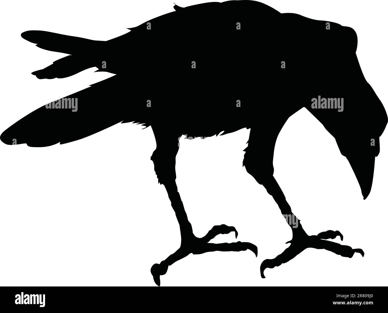 Raven silhouette nature picture Black and White Stock Photos & Images ...