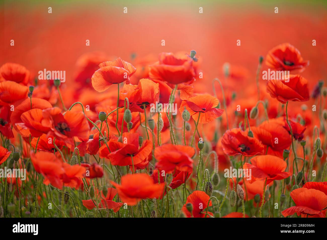 Beautiful poppy field slow motion hi-res stock photography and images ...