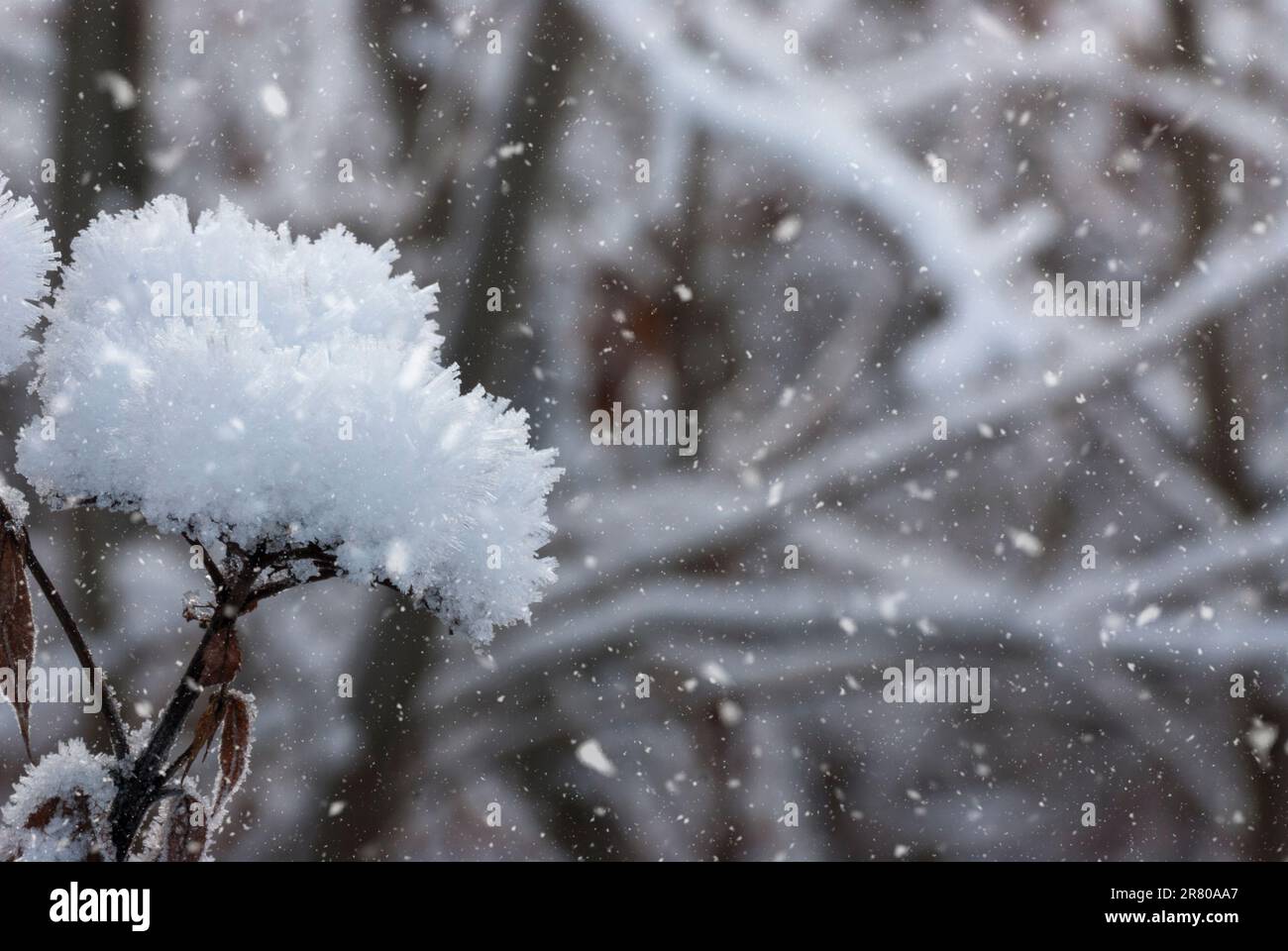 Flower covered with sparkling hoarfrost and snow on a snowy field ...