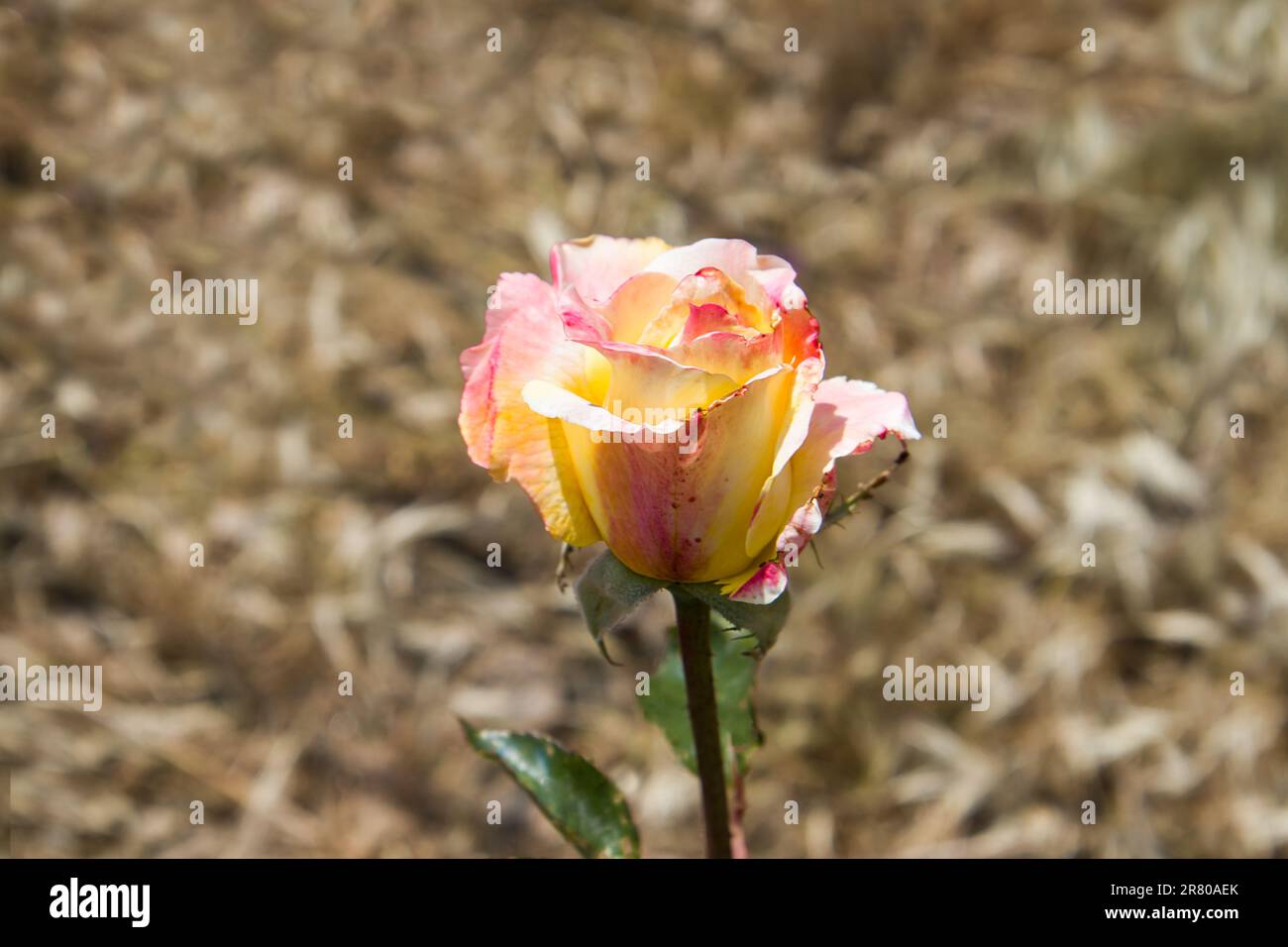 Bicolor unopened bud roses in the garden with blur background Stock ...