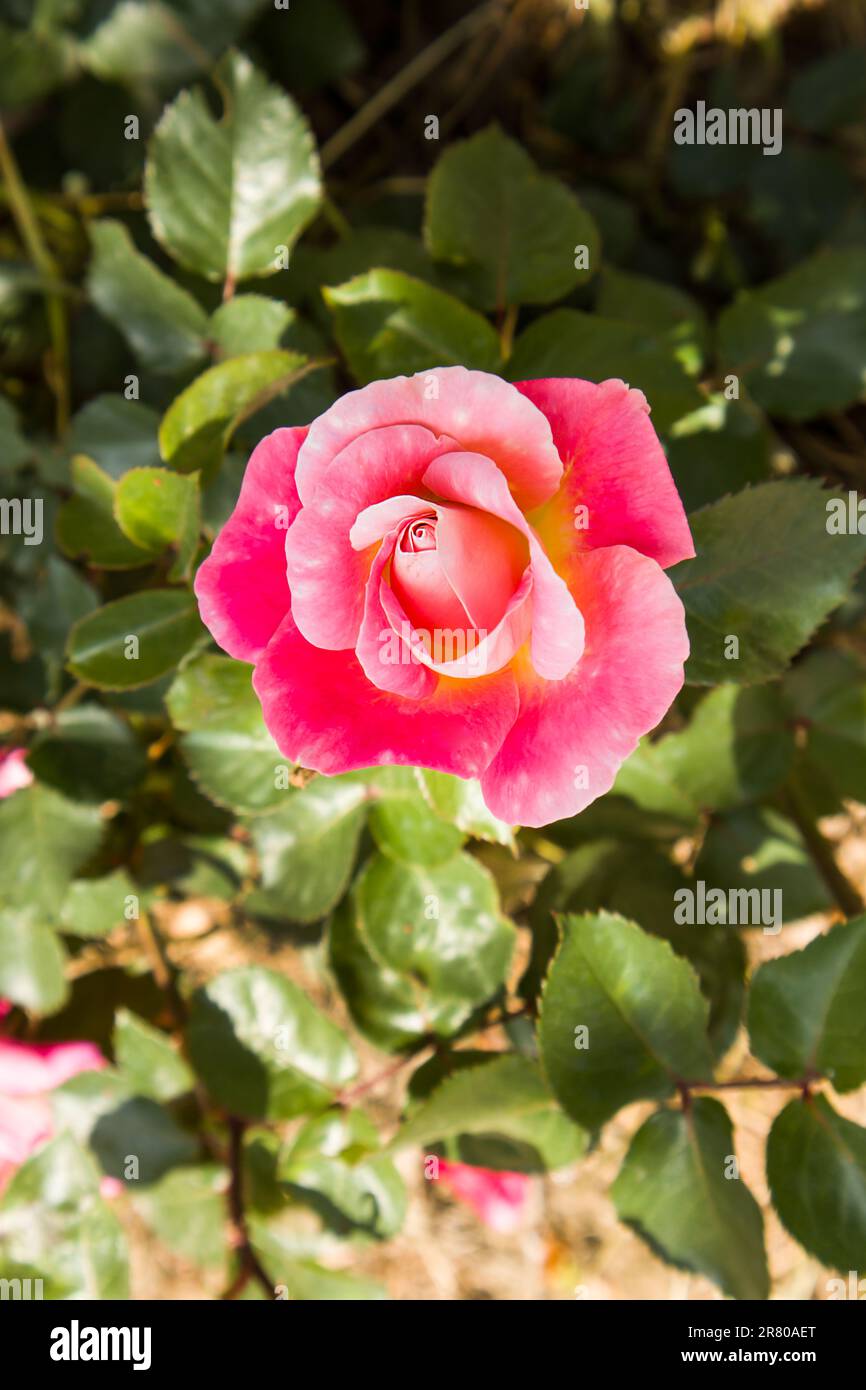 The middle is not yet bloomed, the pink rose with its green leaves ...