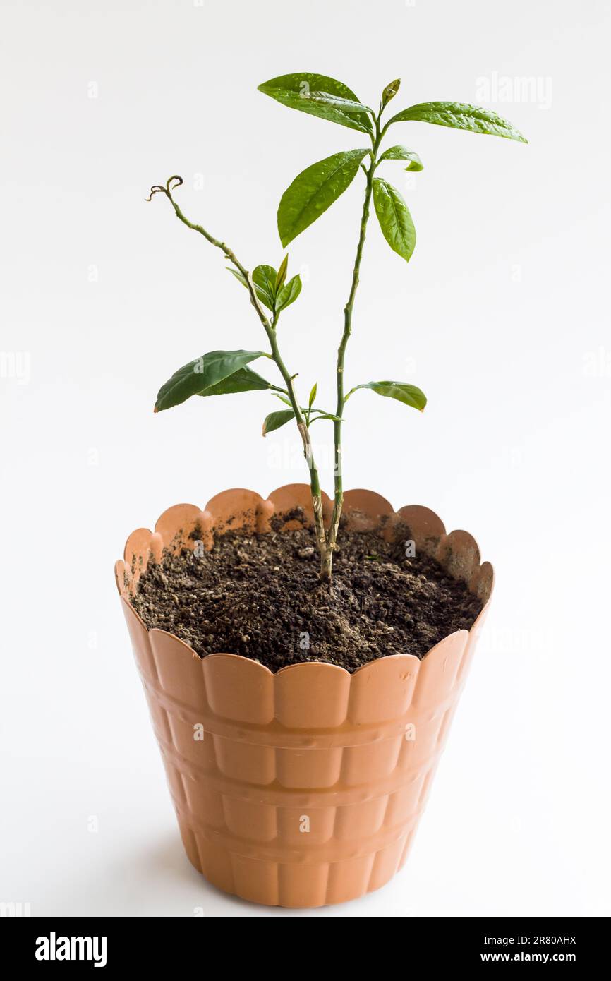 Two-year-old lemon tree seedling in flowerpot on white background Stock ...