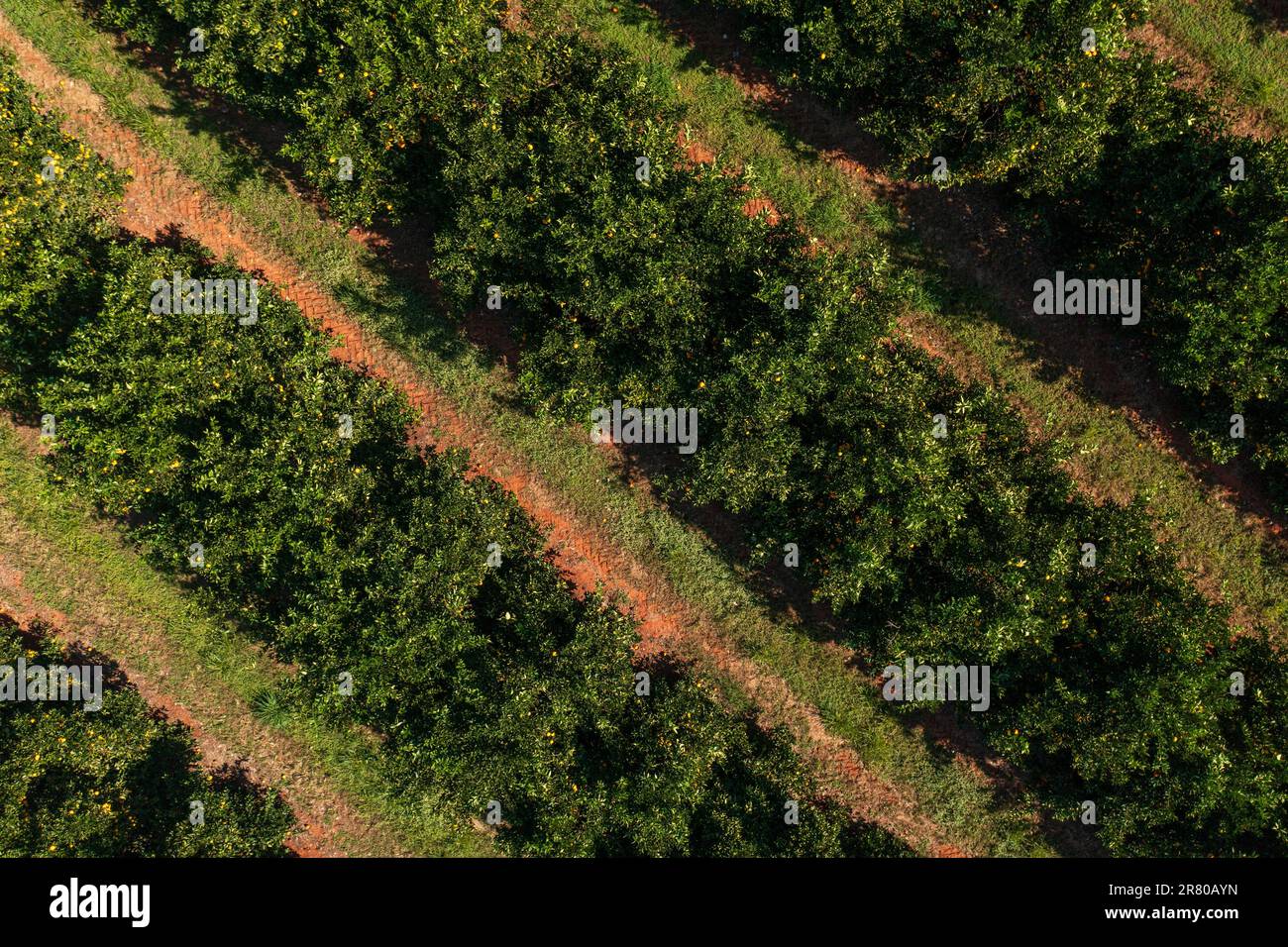 top view view of orange plantation corridors Stock Photo - Alamy