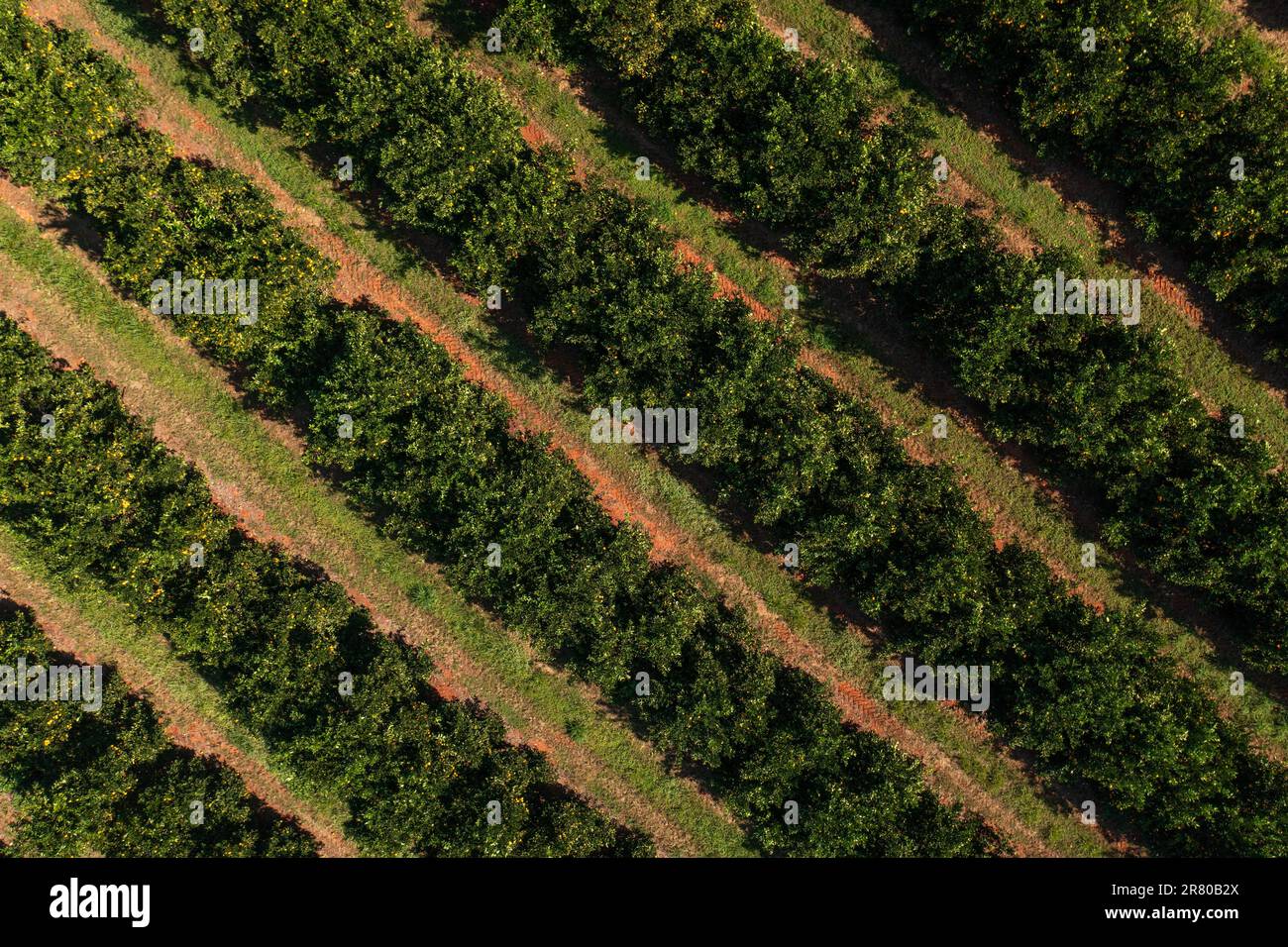 top view view of orange plantation corridors Stock Photo - Alamy