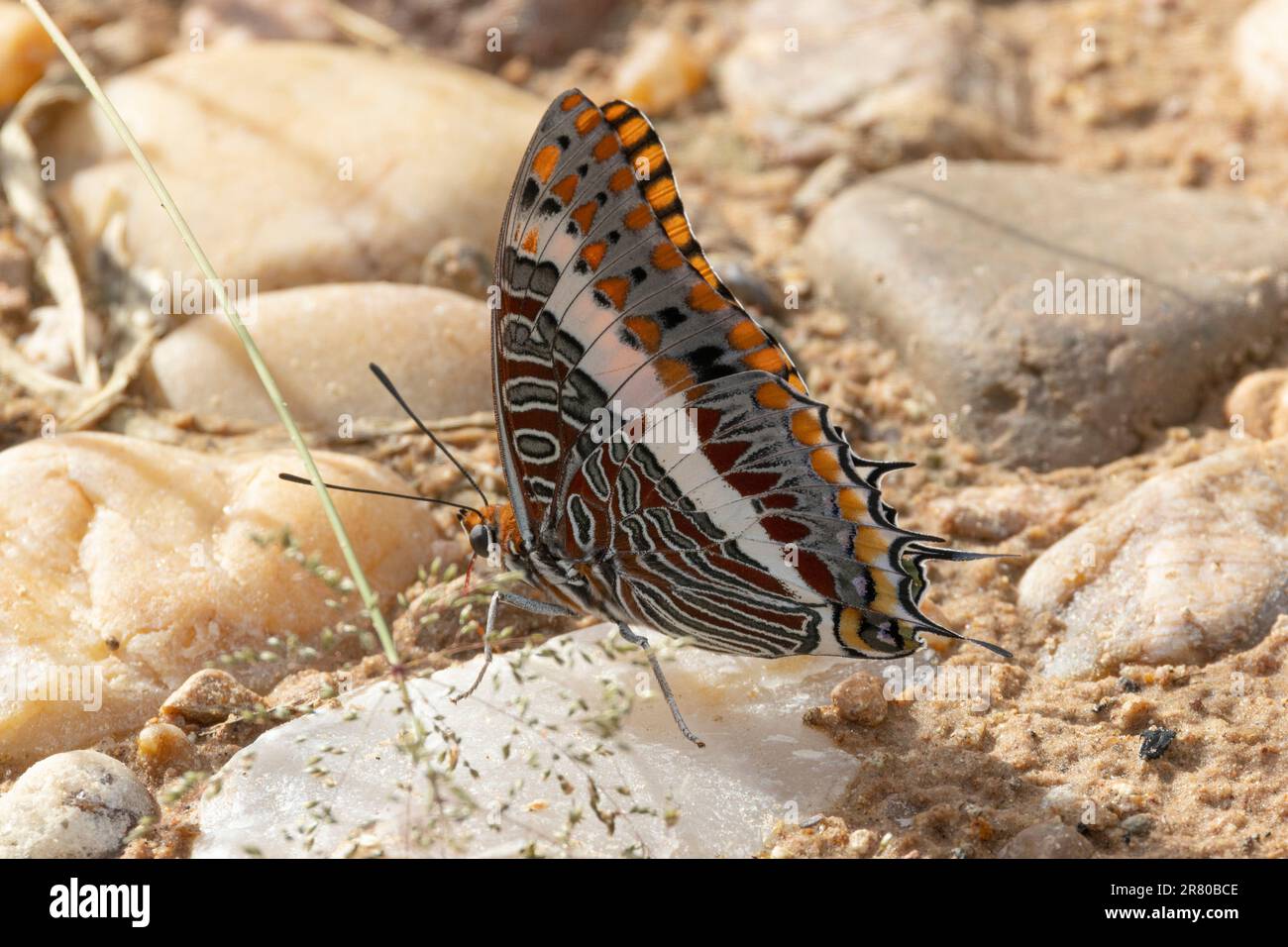 A large and robust butterfly, the White-barred Charaxes has the ...