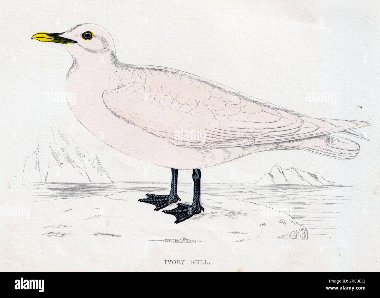 Ivory Gull - 19th Century Engraving Stock Photo - Alamy