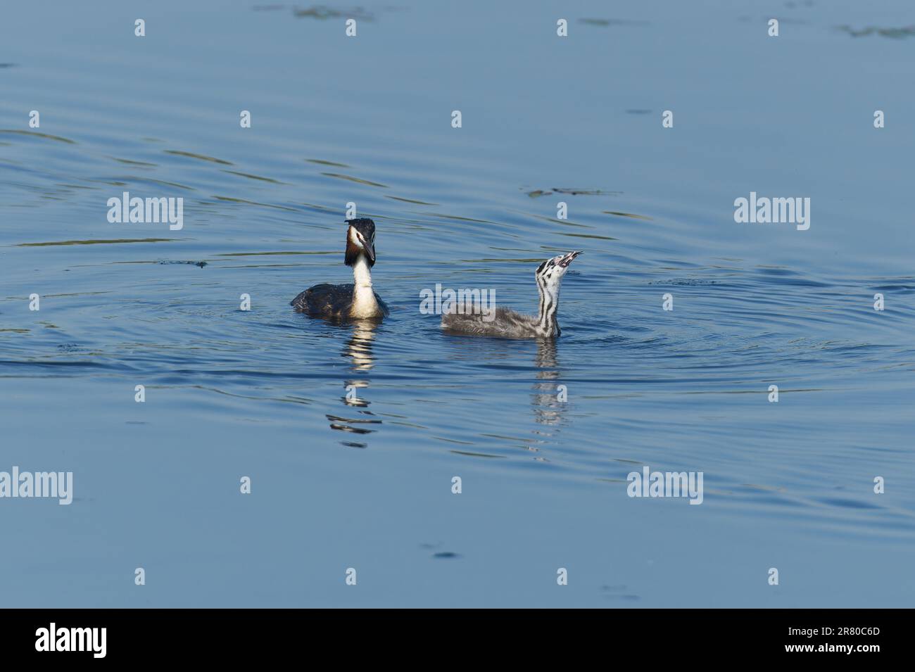 Fish eating species of duck hi-res stock photography and images - Alamy