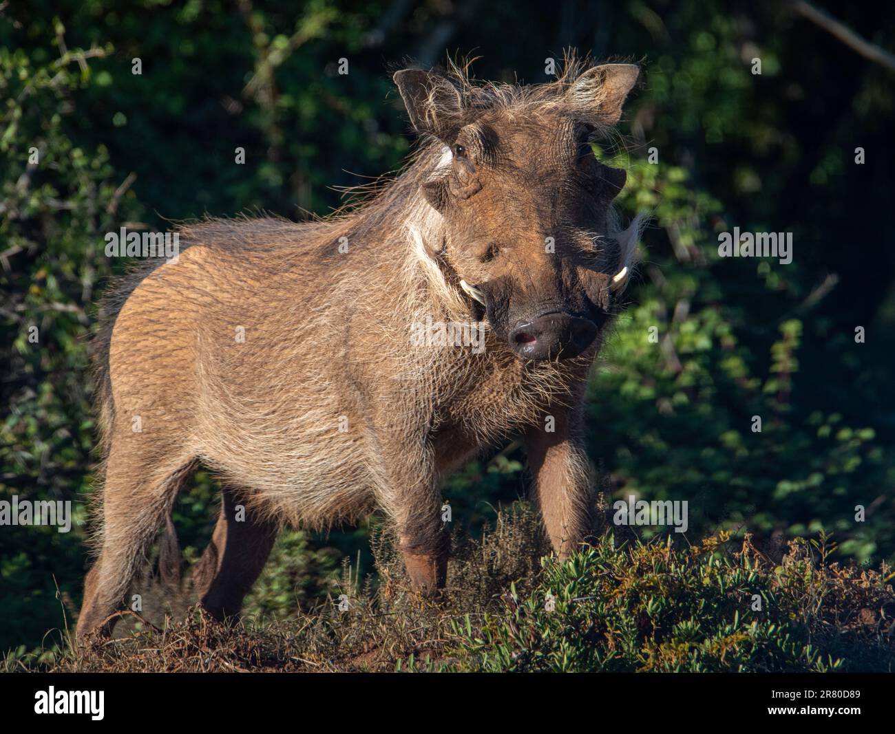 What's up? A close up of a common warthog male (Phacochoerus africanus). The male has two pairs ...