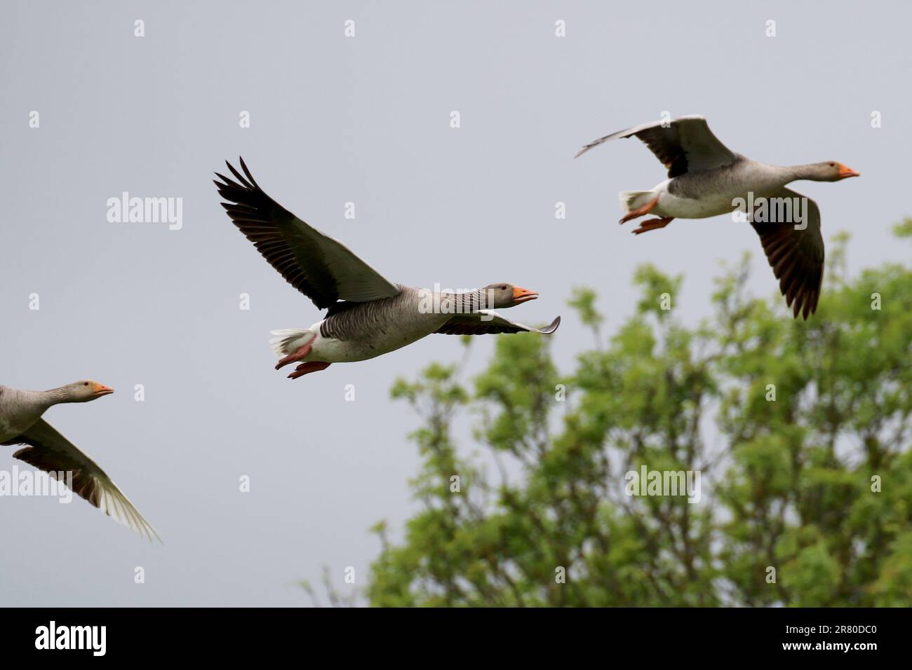 Greylag Geese in flight, North Cave Wetlands, East Yorkshire, UK Stock ...