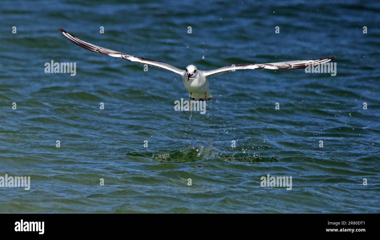 One Bonaparte's Gull with fish in it's beak, rising from the ocean ...