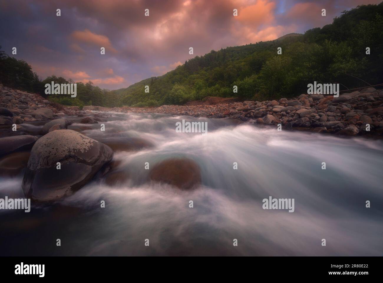 River Water Flow Between beautiful Forest Trees Stock Photo - Alamy