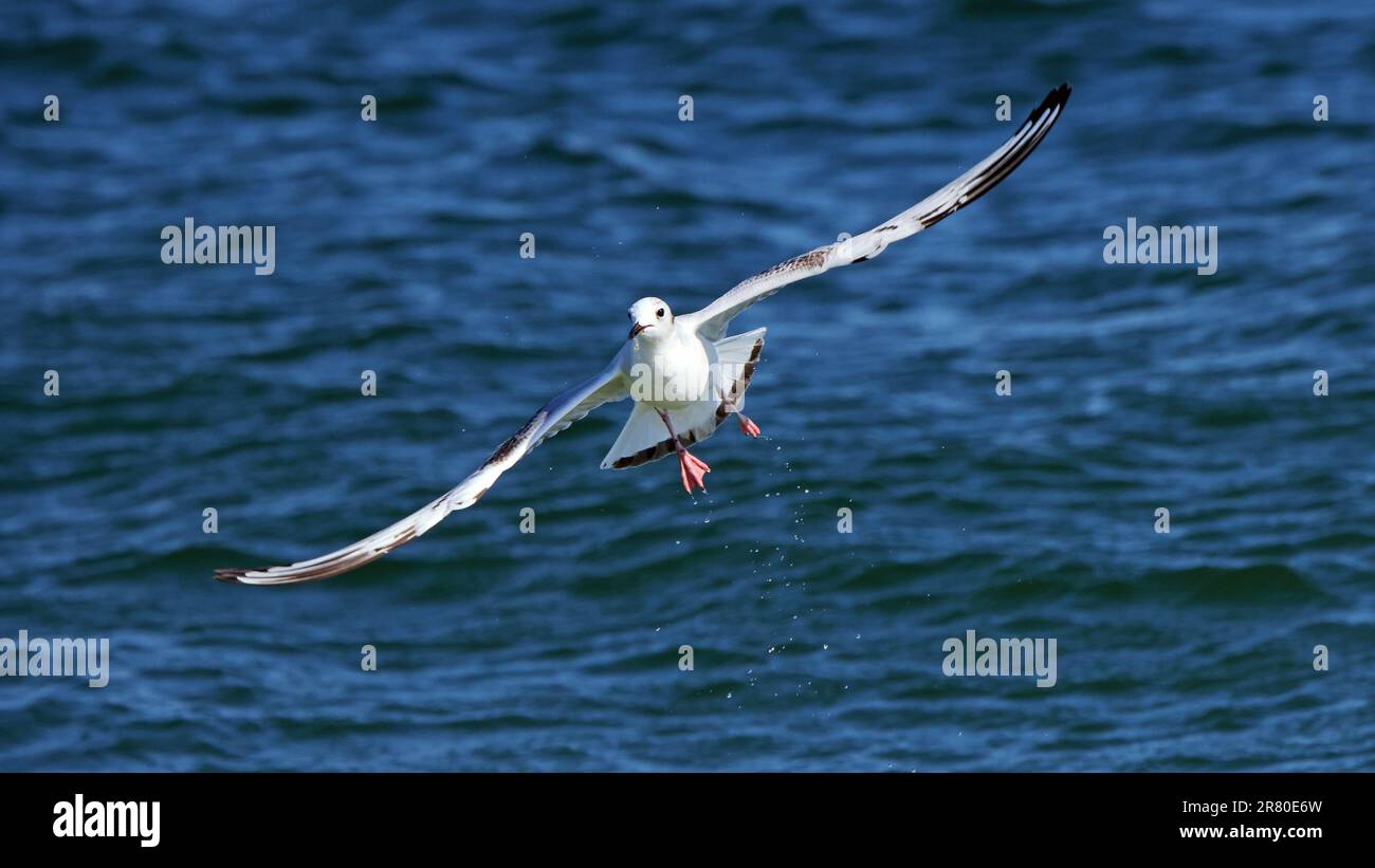 One Bonaparte's Gull rising from the ocean surface with drops of water ...