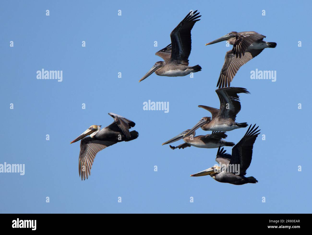 Six Brown Pelicans flying against a blue sky Stock Photo - Alamy