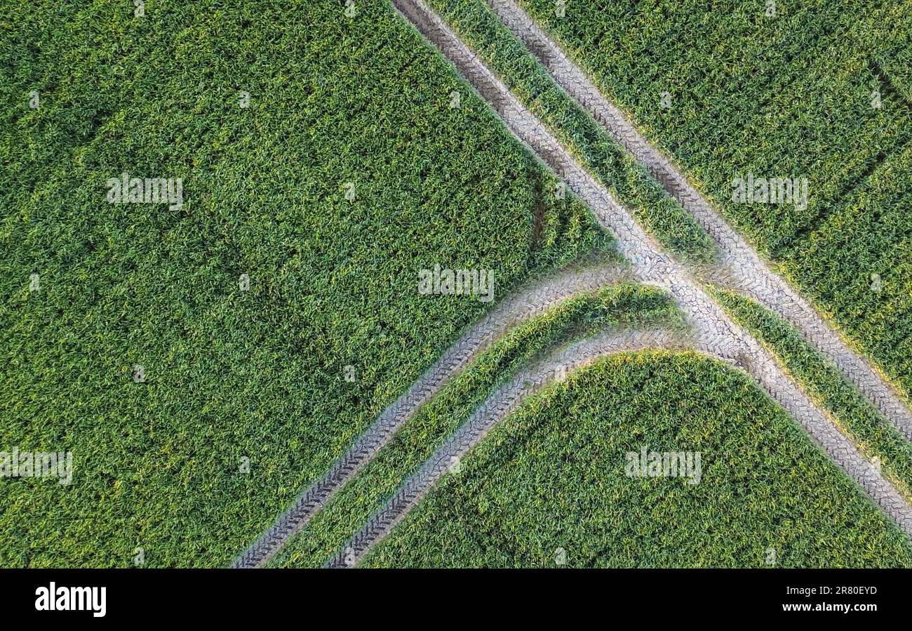 Aerial photo taken right above two cart tracks in an agricultural field ...