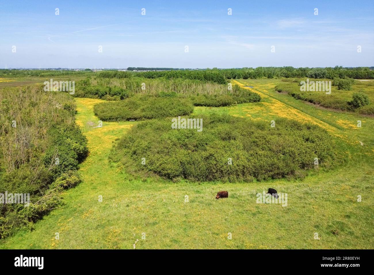 Aerial view of two highland cattle in nature reserve "Bentwoud" in The ...
