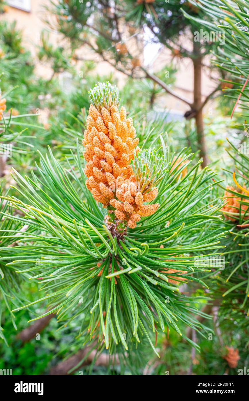 Long needles and developing orange colored cones of a pinus or pine ...