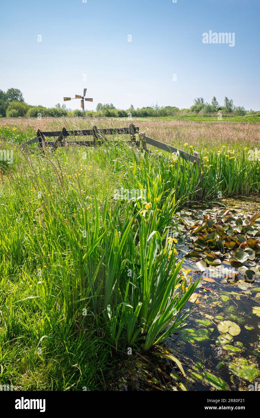 Polder landscape wetland grass hi-res stock photography and images - Alamy