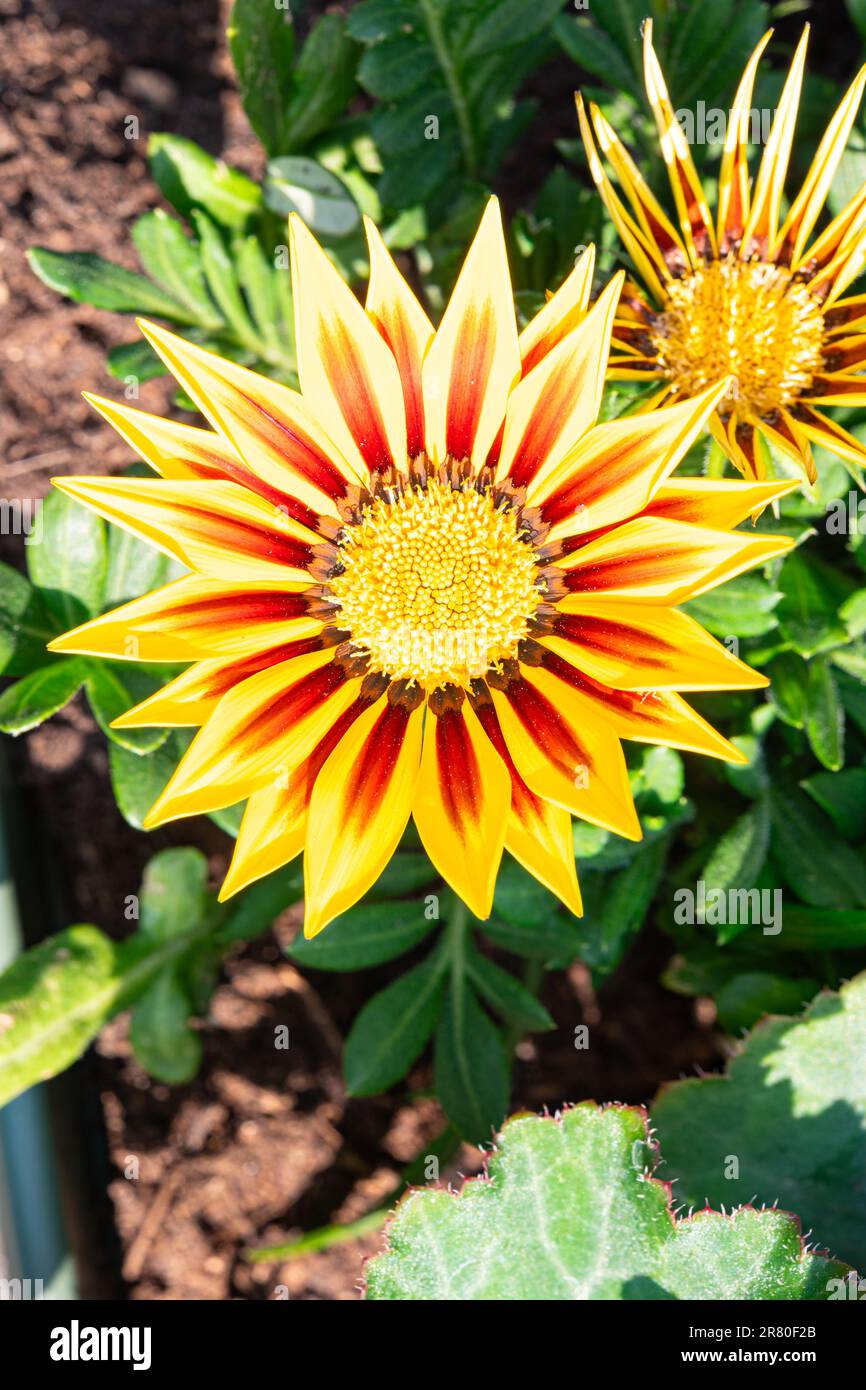 Daisy red colored petals yellow hi-res stock photography and images - Alamy